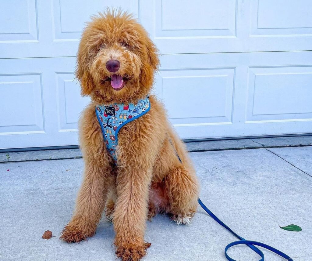 Can Goldendoodle Eat Chicken? Learn The Facts!