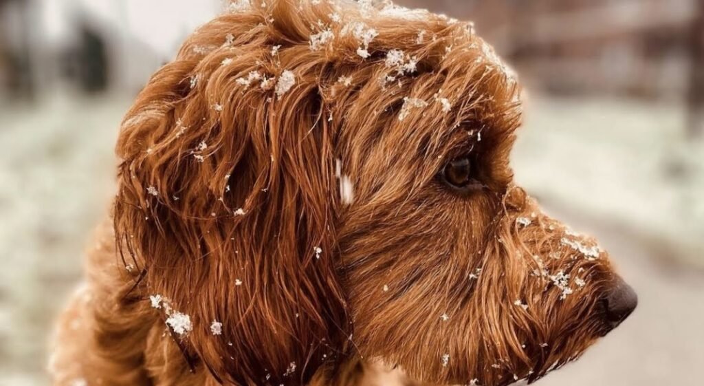 Can You Register A Goldendoodle? A Guide To Registering
