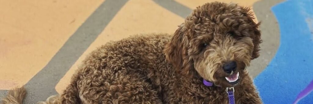 How to Trim a Goldendoodle's Face: A Step-by-Step Guide